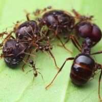 Carebara diversa - Education Moore Exotics