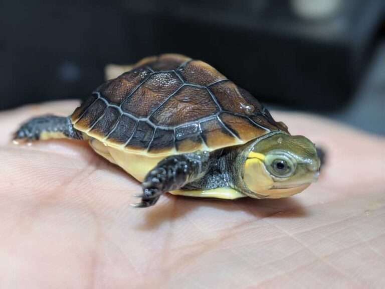 Chinese Box Turtle - Education Moore Exotics