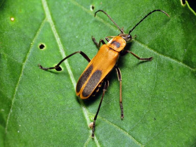 Goldenrod Soldier Beetle - Education Moore Exotics