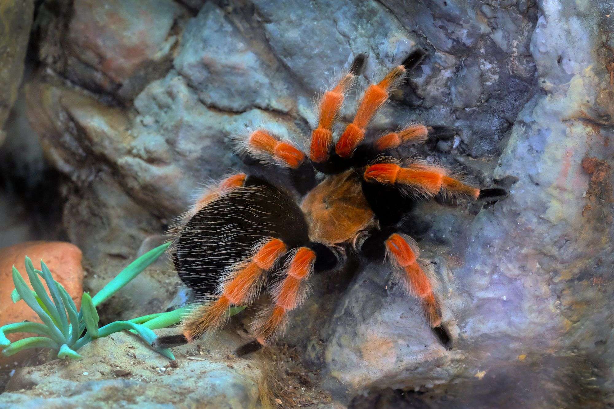 Malaysian Earth Tiger Tarantula - Education Moore Exotics