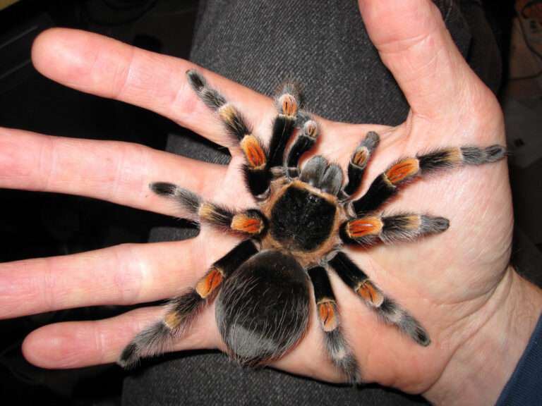 Mexican Redknee Tarantula - Education Moore Exotics