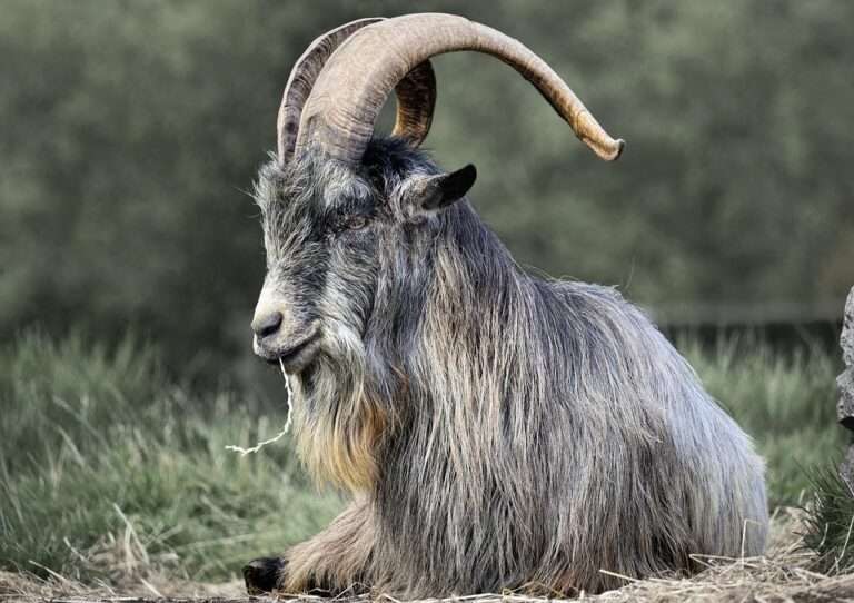 Old Irish Goat - Education Moore Exotics