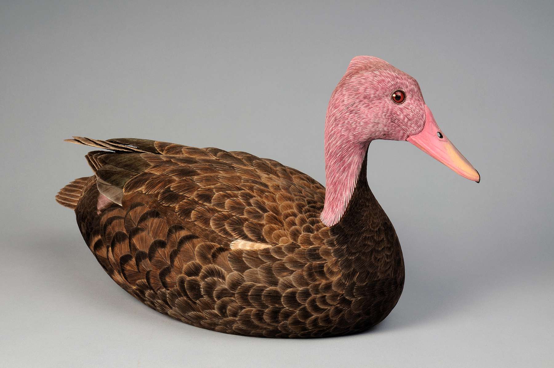 Pink-Headed Duck - Education Moore Exotics
