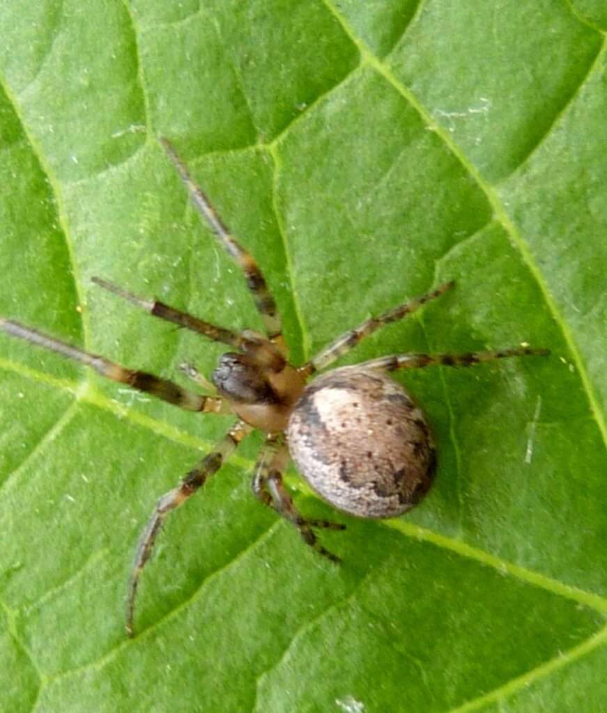 Silver-Sided Sector Spider - Education Moore Exotics