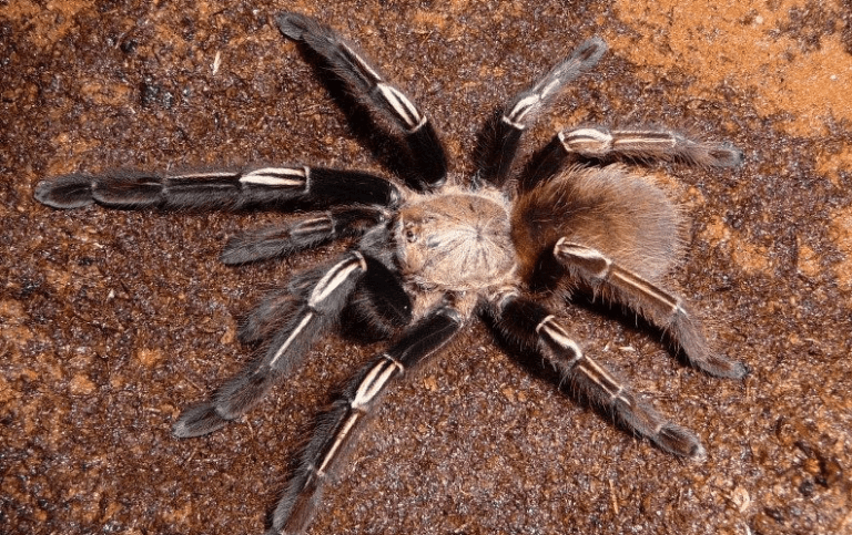 Skeleton Tarantula - Education Moore Exotics