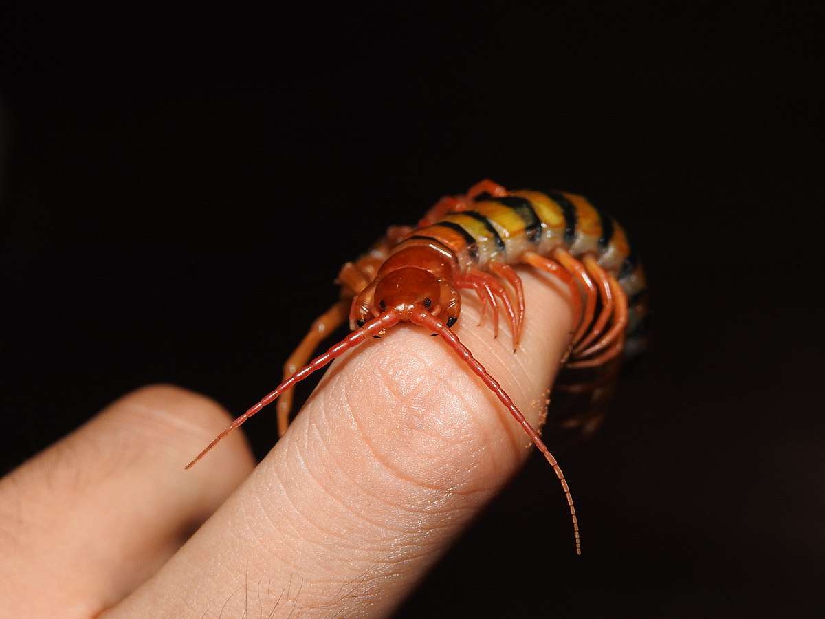 Tanzanian Blue Ringleg Centipede - Education Moore Exotics