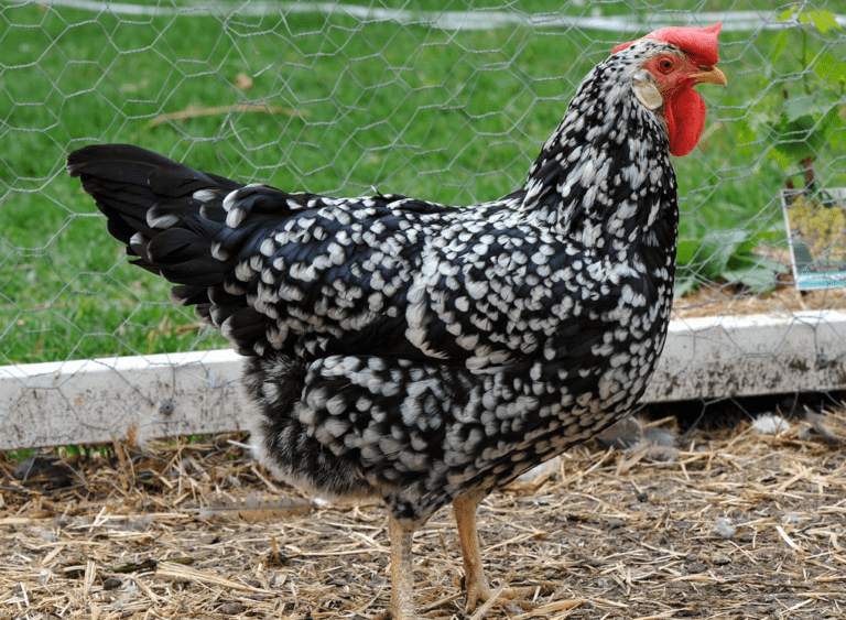 Ancona Chicken - Education Moore Exotics