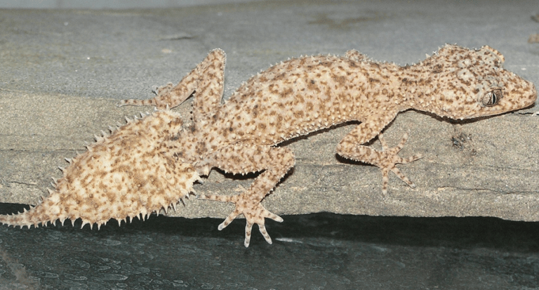 Southern Leaf-Tailed Gecko - Education Moore Exotics