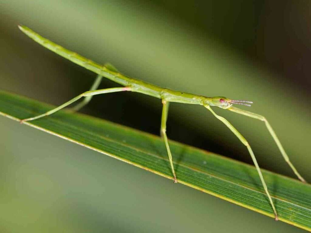 Stick Bugs - Education Moore Exotics