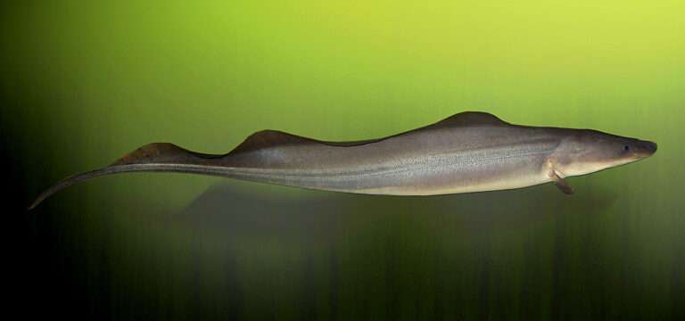 Abba Abba Knife Fish - Education Moore Exotics