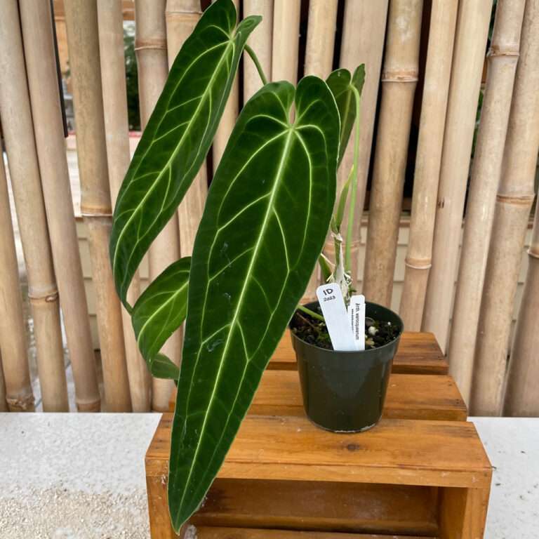 Anthurium Queen - Education Moore Exotics