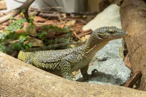 Black-Backed Mangrove Monitor - Education Moore Exotics