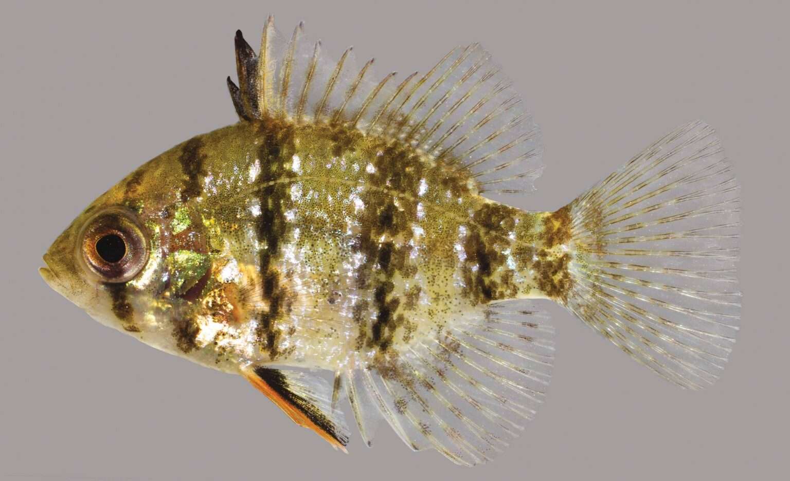 Blackbanded Sunfish - Education Moore Exotics