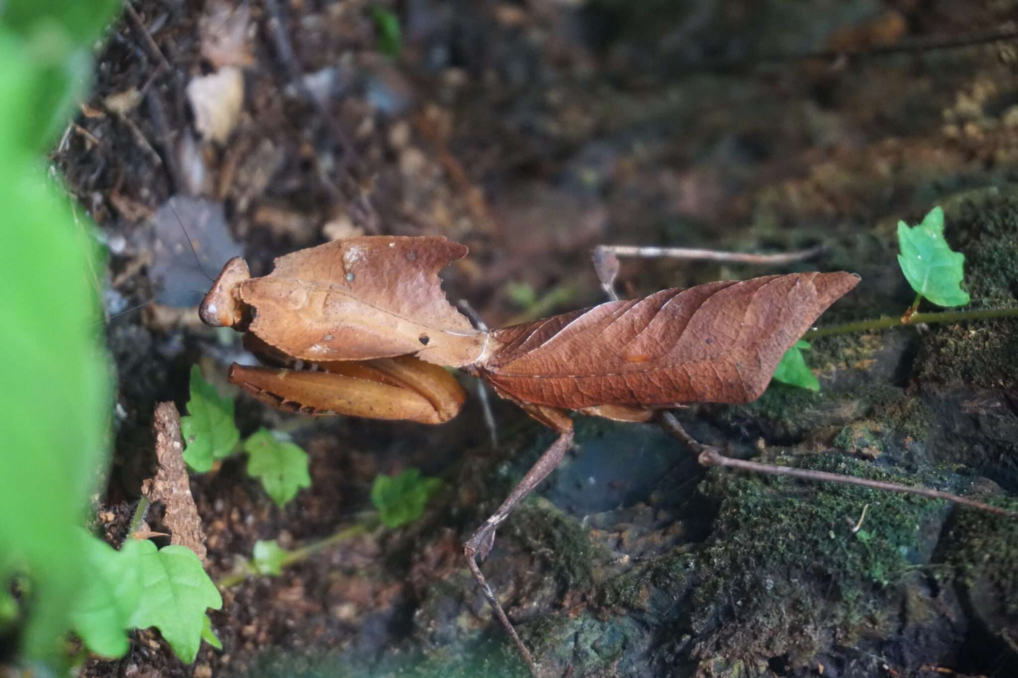 Dead Leaf Mantis - Education Moore Exotics