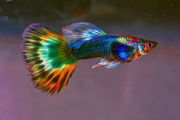 Abba Abba Knife Fish - Education Moore Exotics