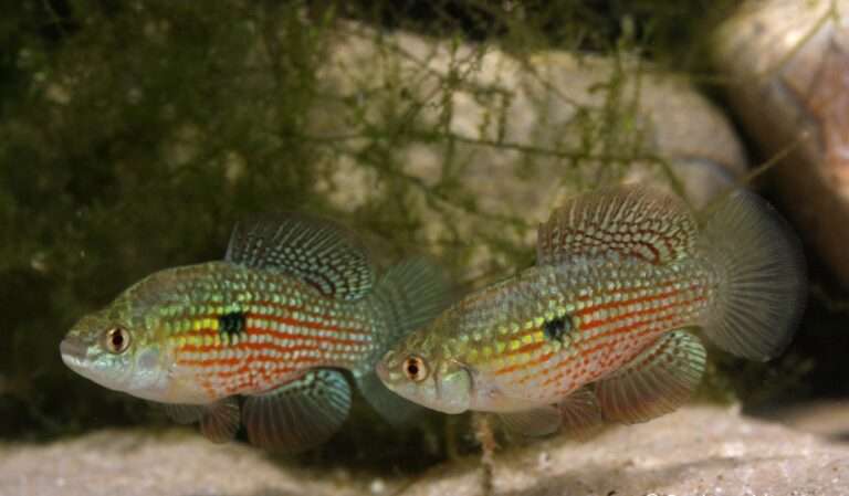 Florida Flag Fish - Education Moore Exotics