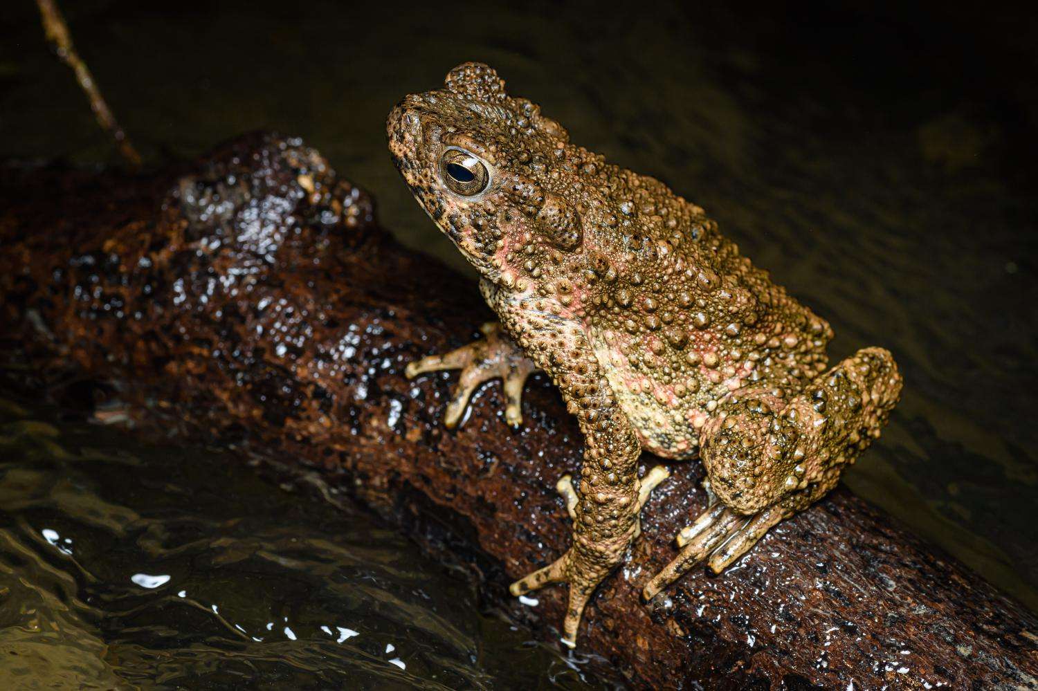 Giant Asian Toad - Education Moore Exotics