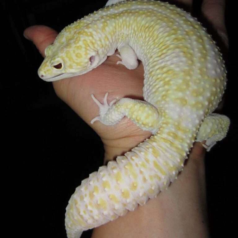 Giant Leopard Gecko - Education Moore Exotics