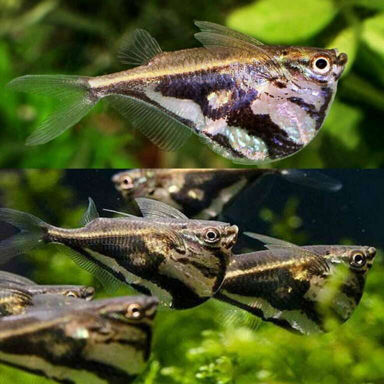 Marbled Hatchet Fish - Education Moore Exotics
