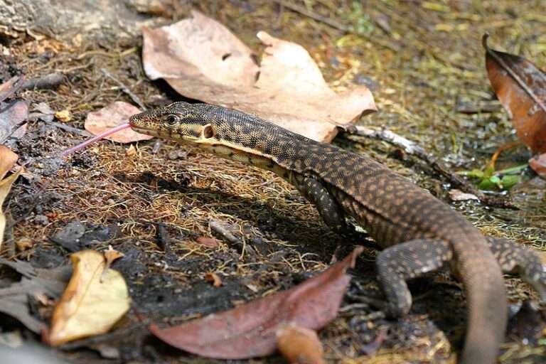Mitchell's Water Monitor - Education Moore Exotics