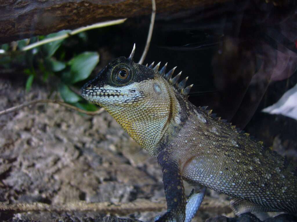 Mountain Horned Dragon Lizard - Education Moore Exotics