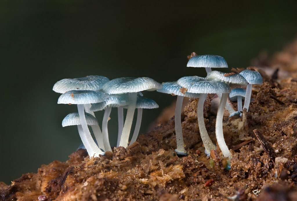 Pixie's Parasol - Education Moore Exotics
