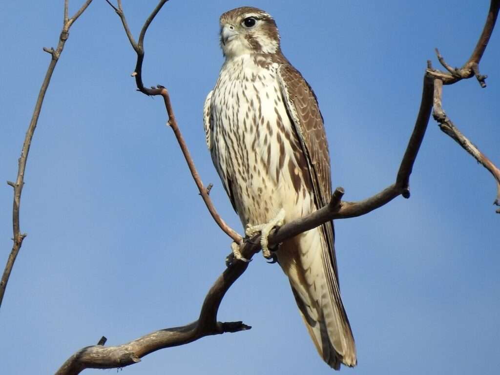 Prairie Falcon - Education Moore Exotics