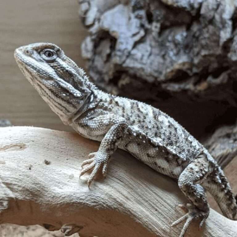 Rankin's Dragon - Education Moore Exotics