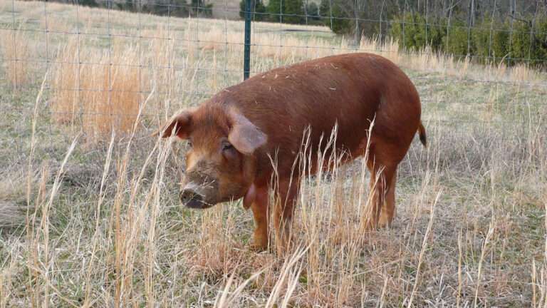 Red Wattle Hog - Education Moore Exotics
