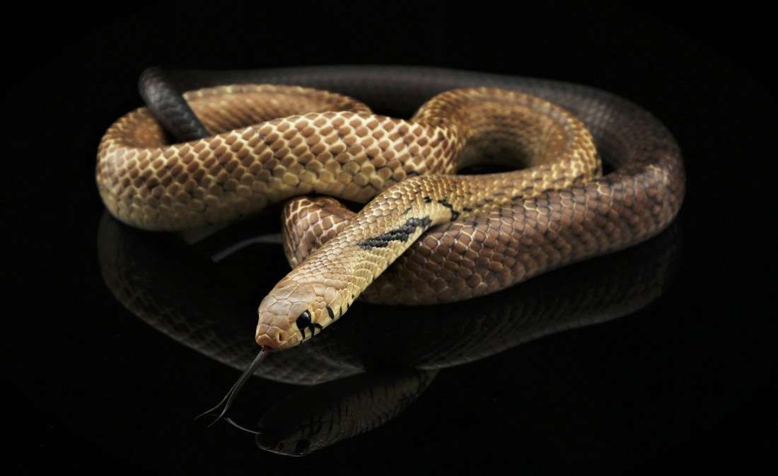 Black-Tailed Cribo Snake - Education Moore Exotics