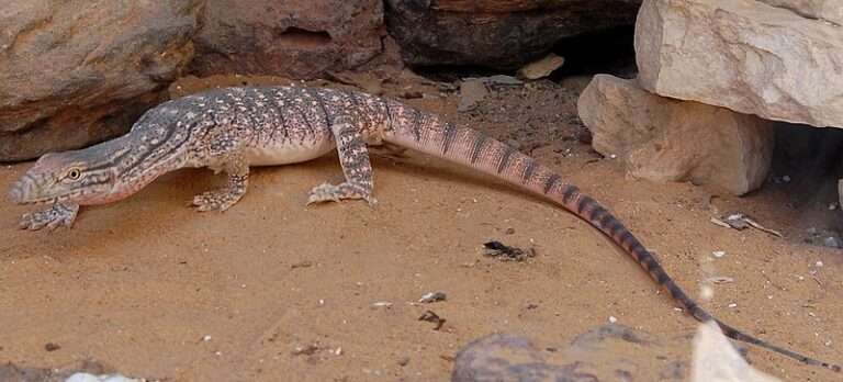 Desert Monitor - Education Moore Exotics