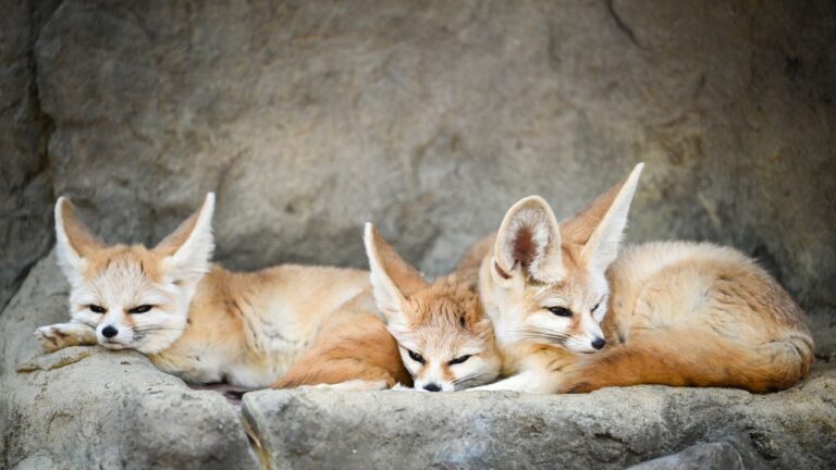 Silver Fox - Education Moore Exotics
