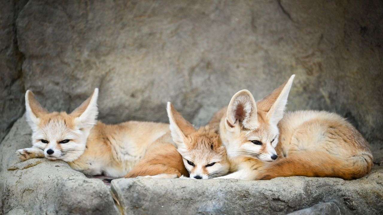 Silver Fox - Education Moore Exotics