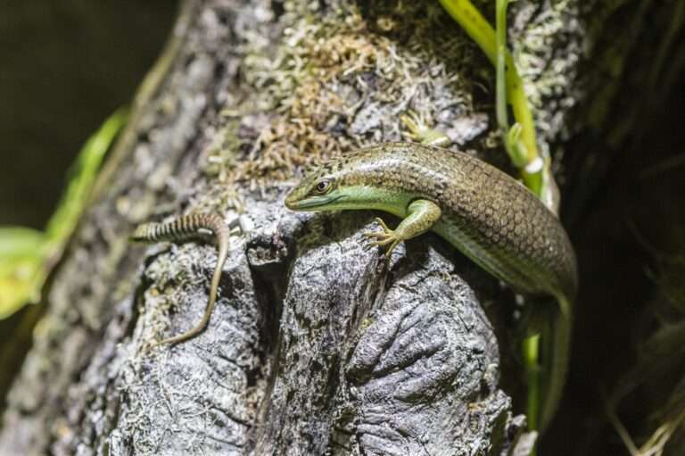Olive Tree Skink - Education Moore Exotics