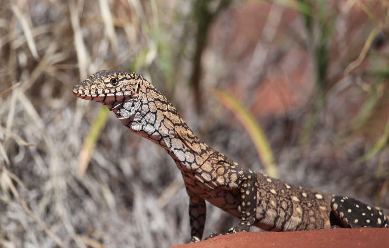Perentie Monitor - Education Moore Exotics