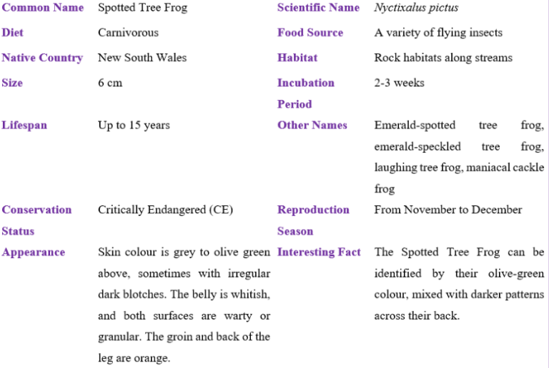 Spotted Tree Frog - Education Moore Exotics