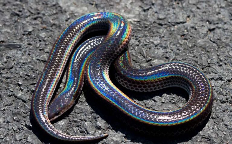 Sunbeam Snake - Education Moore Exotics