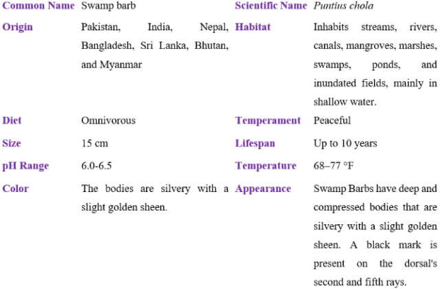 Swamp Barb - Education Moore Exotics