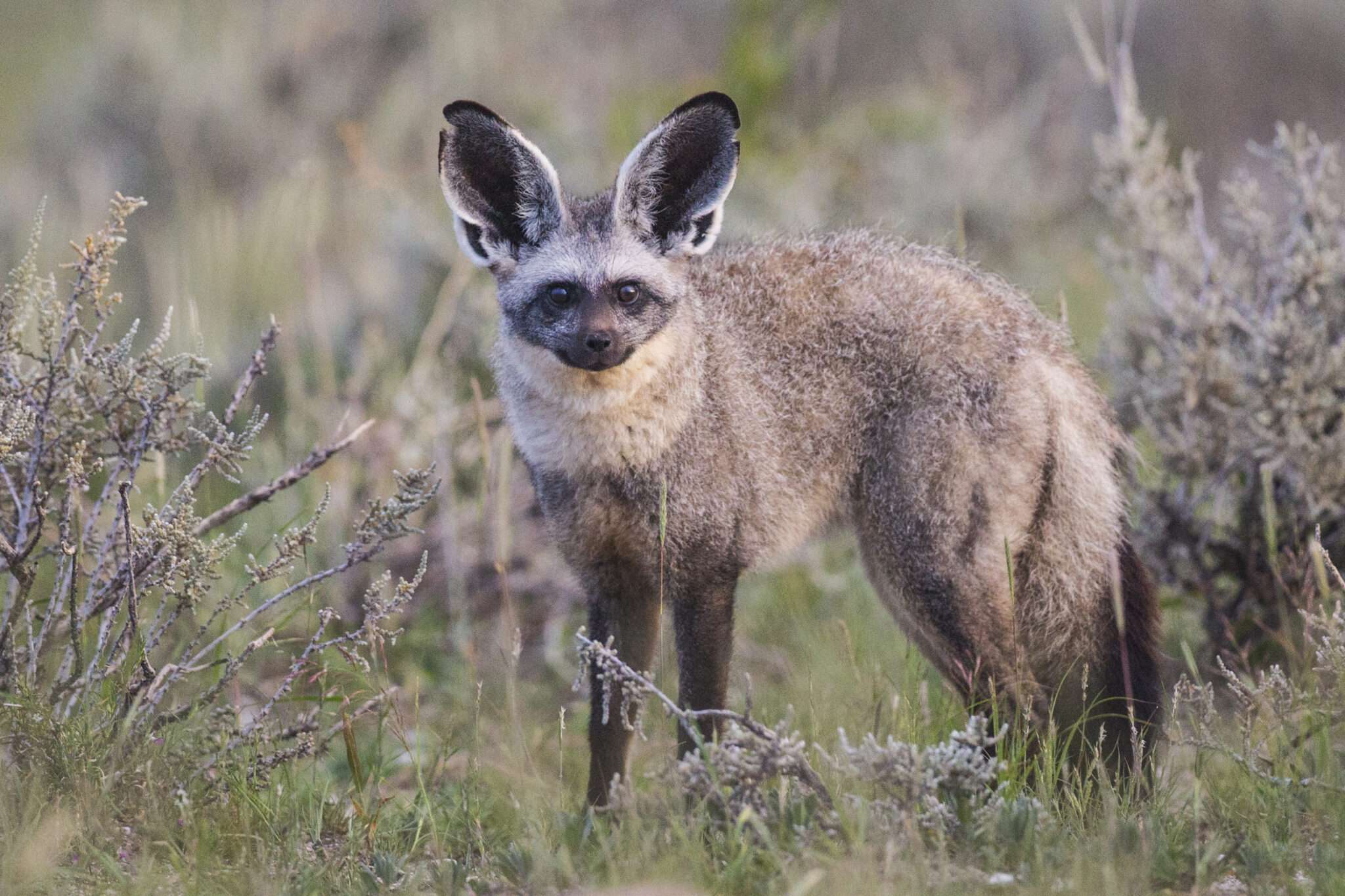 Silver Fox - Education Moore Exotics