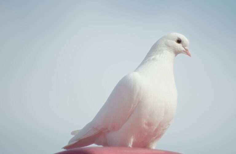 Cumulet Pigeon - Education Moore Exotics