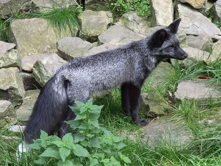 Silver Fox - Education Moore Exotics
