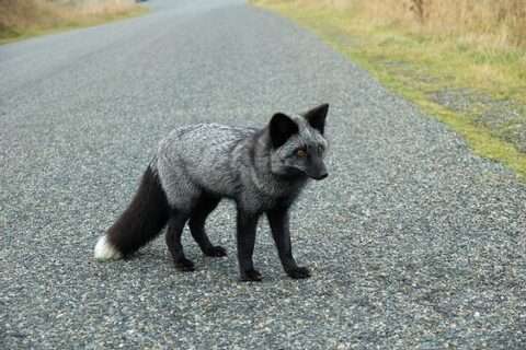 Silver Fox - Education Moore Exotics