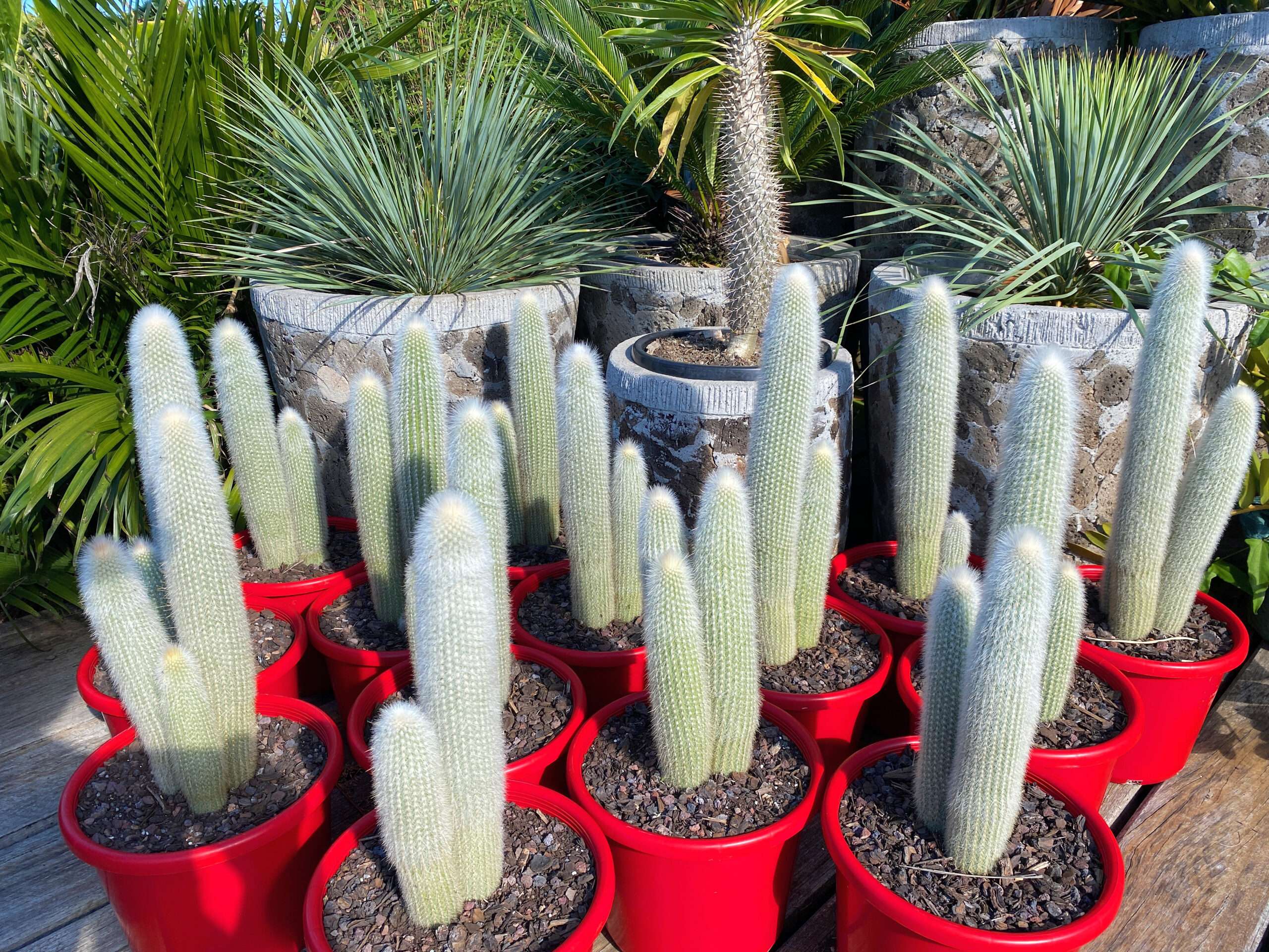 Silver Torch Cactus - Education Moore Exotics