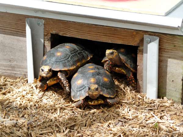 Reptile Services - Education Moore Exotics