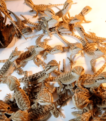 Reptile Services - Education Moore Exotics