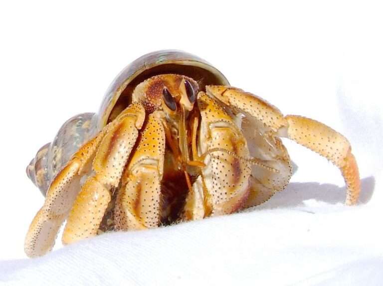 Australian Hermit Crab - Education Moore Exotics