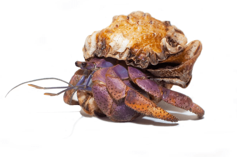 Caribbean Hermit Crab - Education Moore Exotics