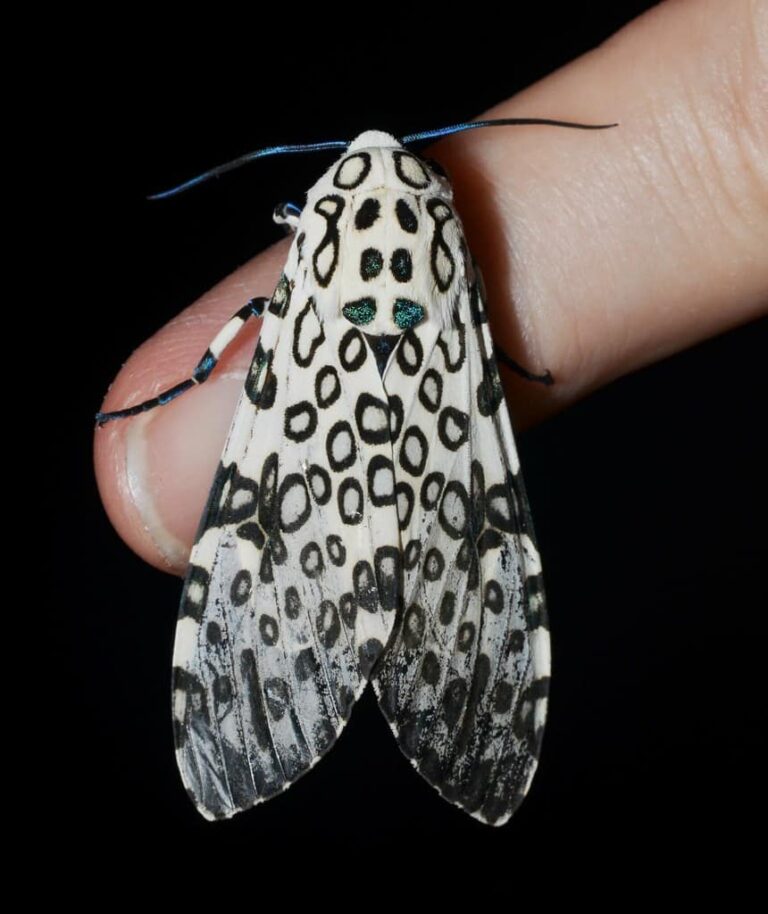 Giant Leopard Moth - Education Moore Exotics